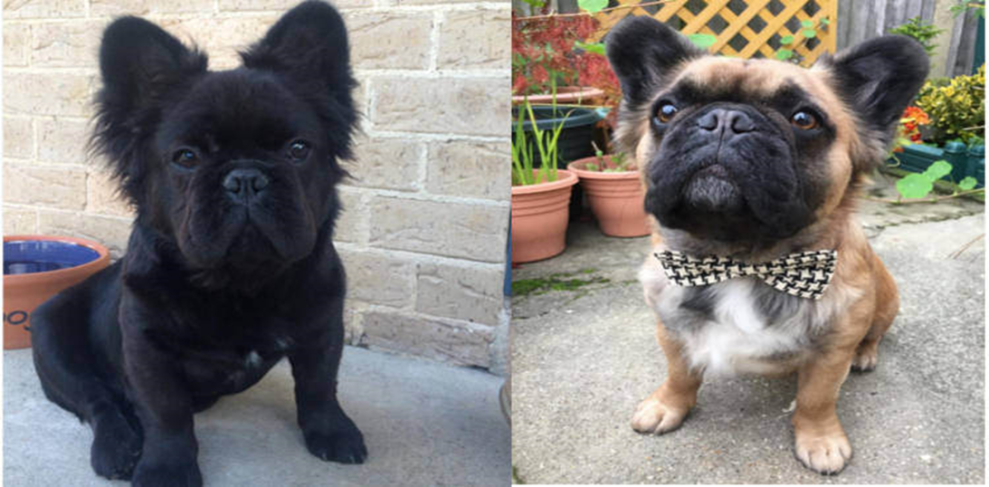 AKC Standard – Piper French Bulldogs